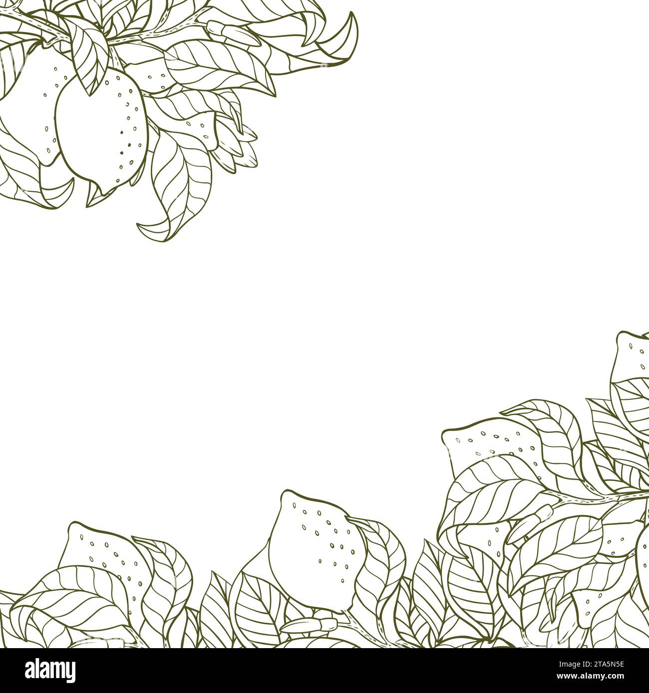 A border of lemon twigs and lemons. A composition of citrus fruits in a ...