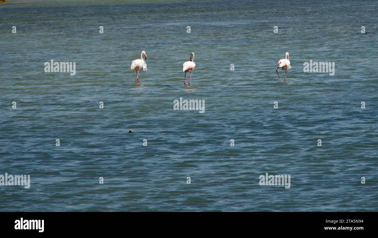 A flock of flamingos around Ayvalık in western Turkey. A flock of ...