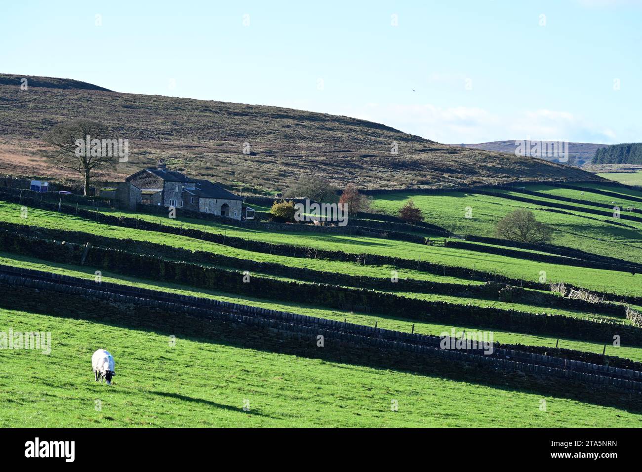 Atmospheric house on Haworth Moor in Autumn sunshine, Bronte country ...