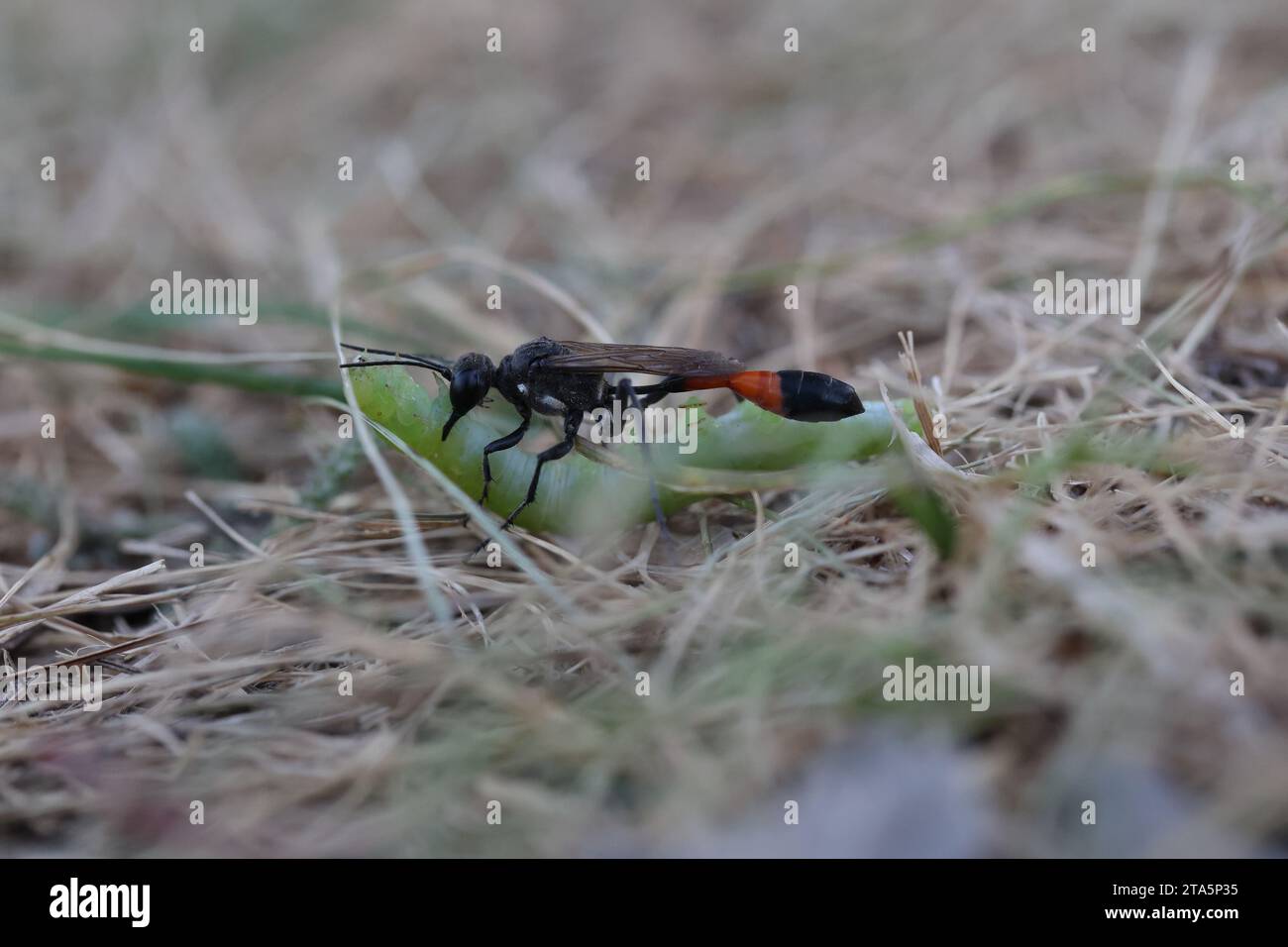 red-banded sand wasp with a green caterpillar Stock Photo - Alamy