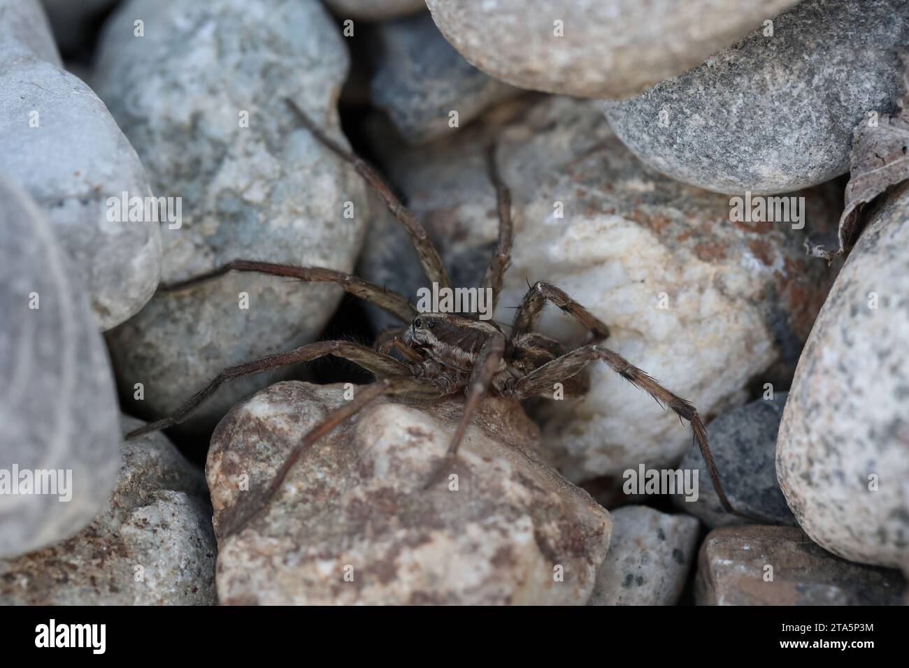 big wolf spider hunting between the rocks near a riverbank Stock Photo ...