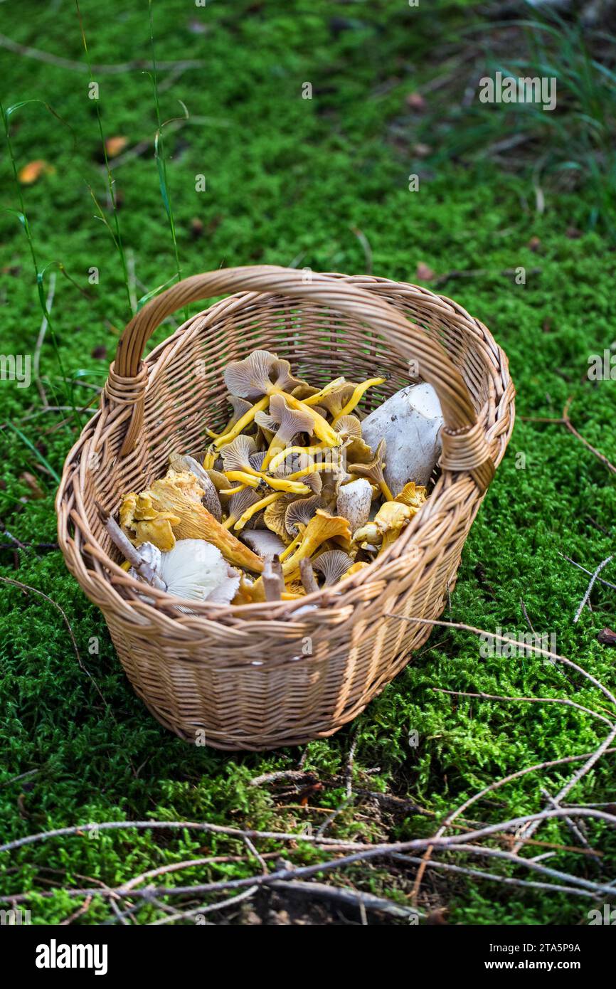 Mushroom collection in forest with a basket full of diverse edible ...