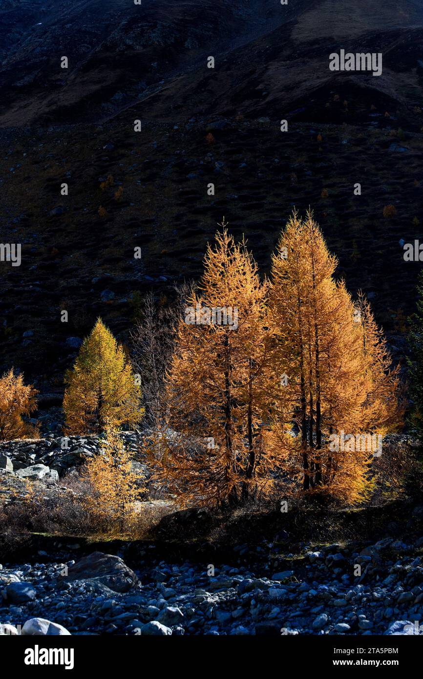 Golden autumn hills larch hi-res stock photography and images - Alamy