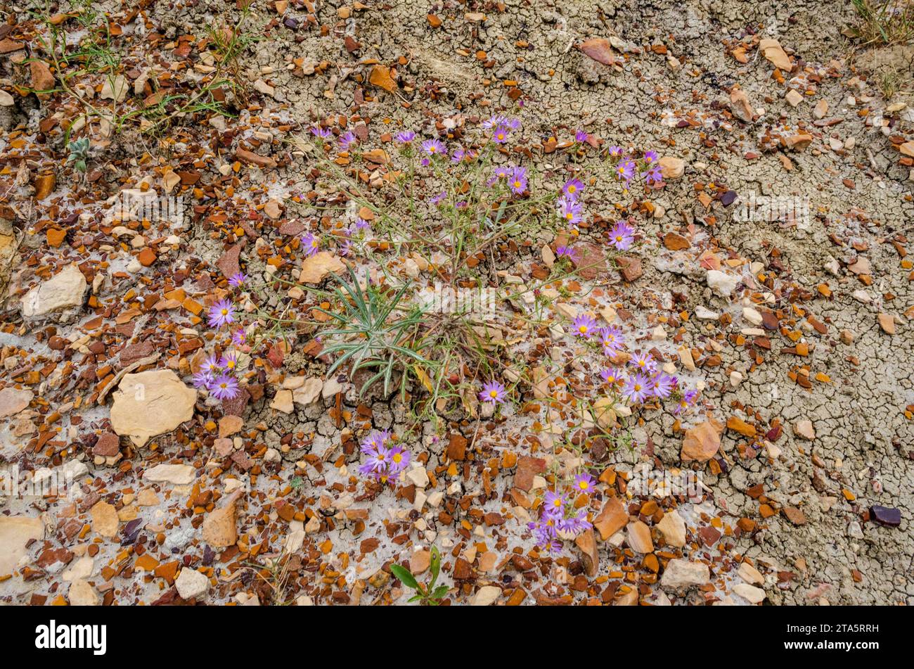 The Texture of the Ground in the Badlands at Theodore Roosevelt ...