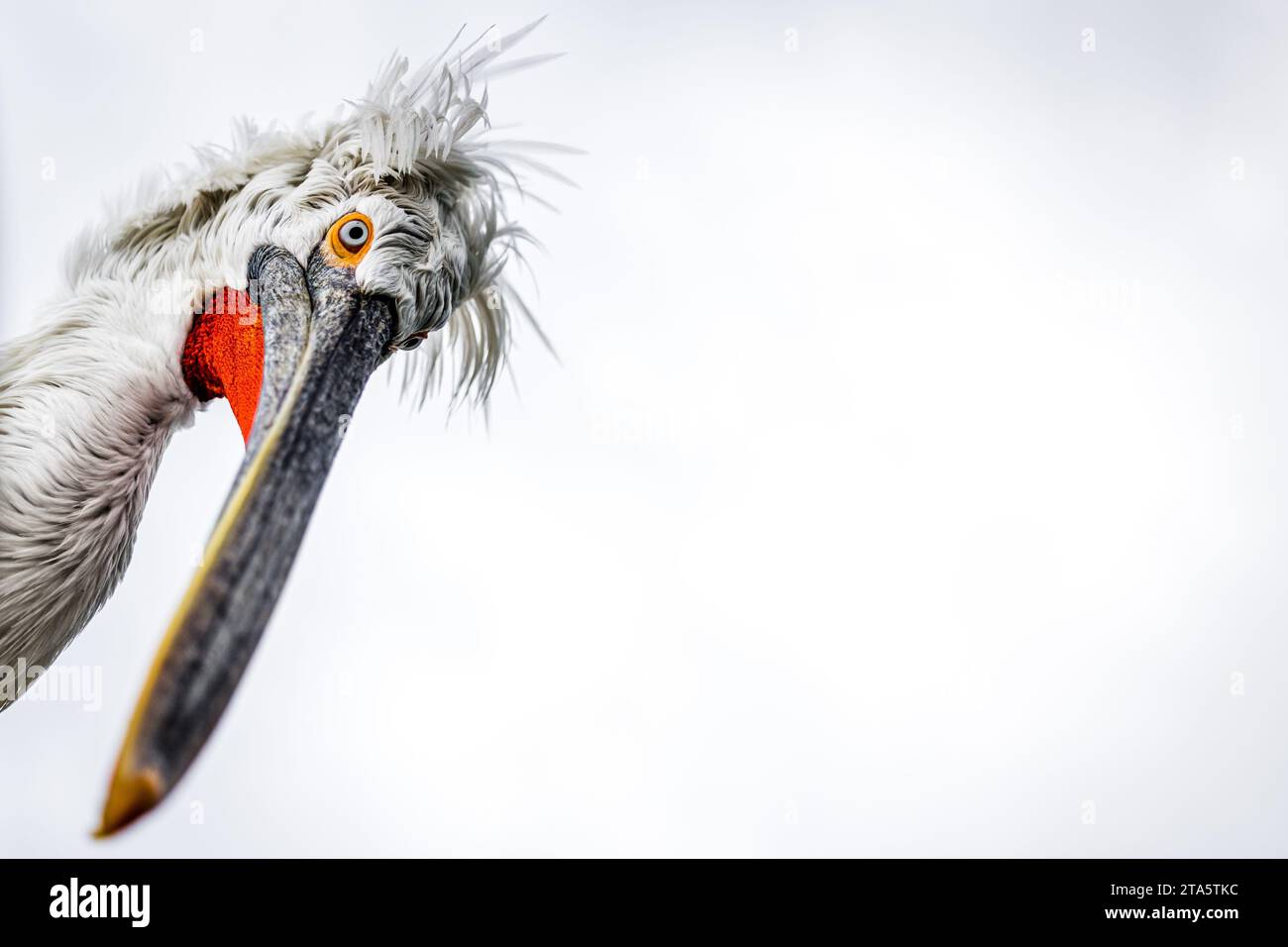 Pelican says hi GREECE COMEDIC images show Dalmatian pelicans having a ...