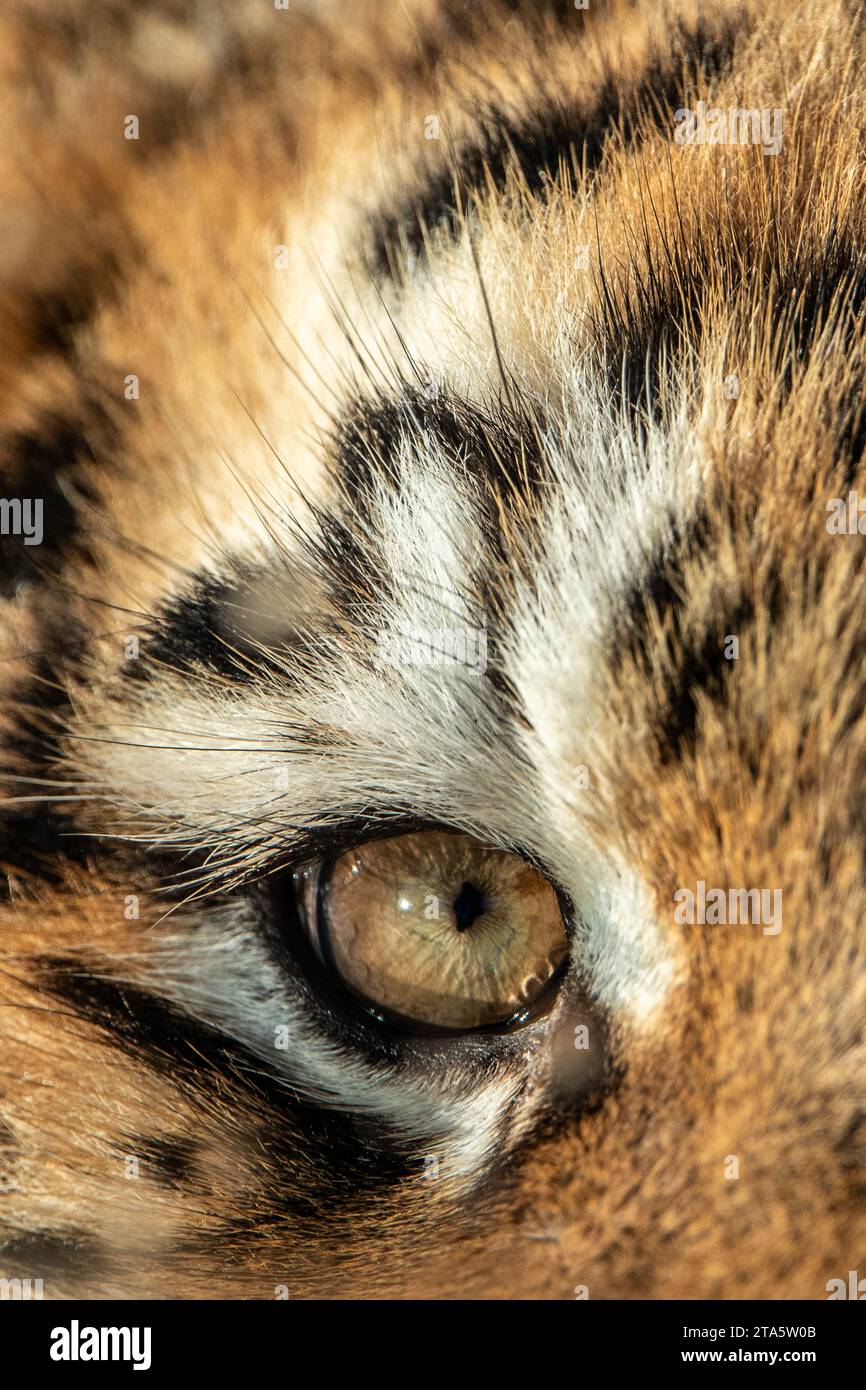 Amur tiger cub eye Stock Photo - Alamy