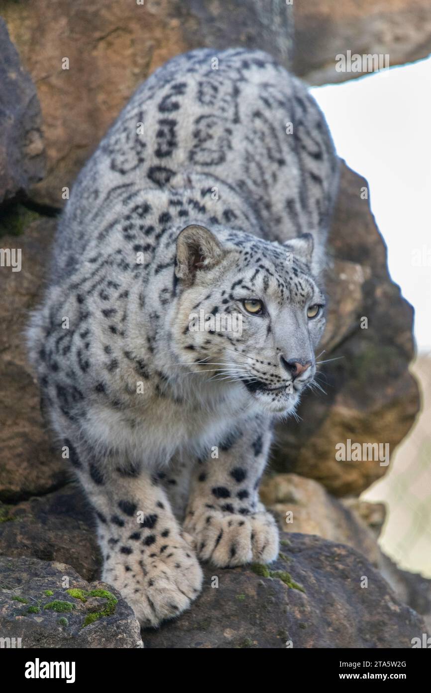 Snow leopard head photos hi-res stock photography and images - Alamy