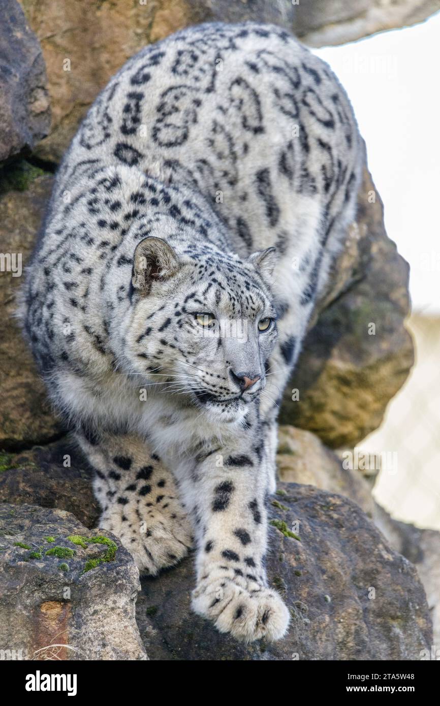 Snow leopard head photos hi-res stock photography and images - Alamy