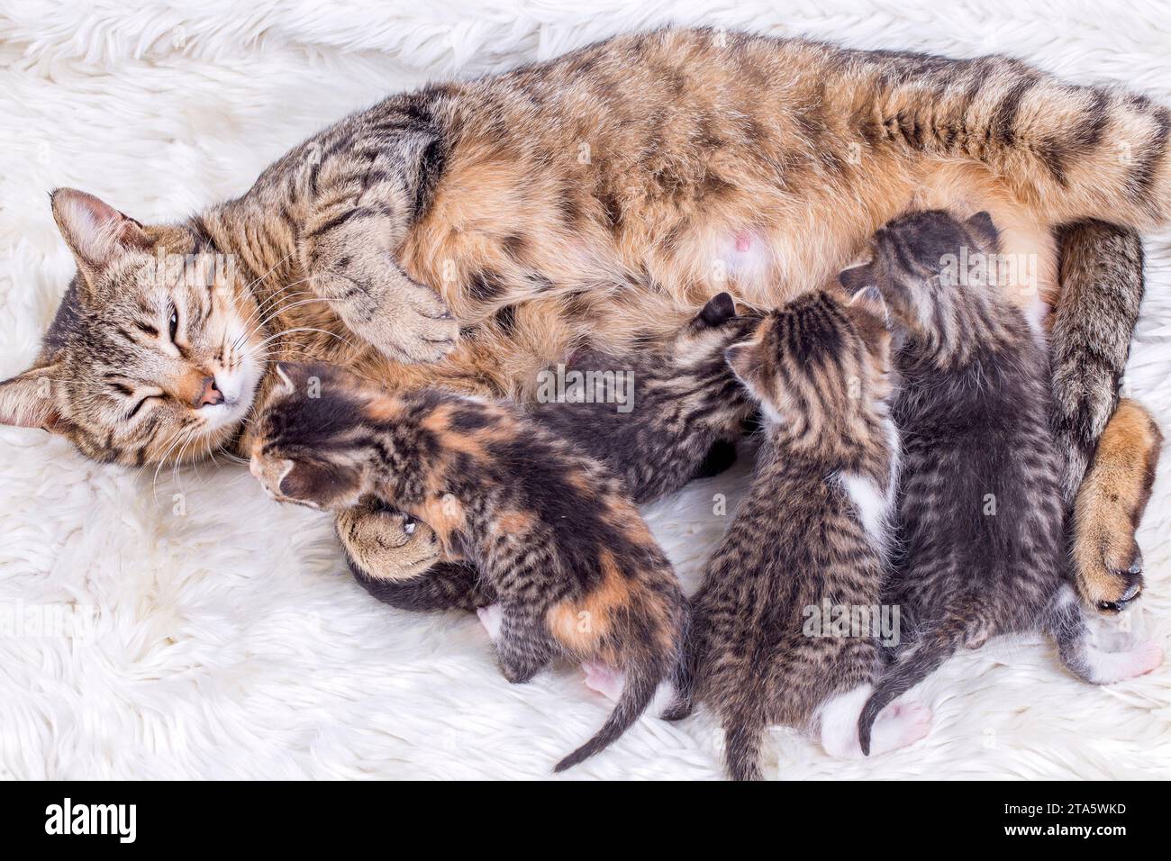 Pet animal; cute cat indoor. Mother cat and baby cats Stock Photo - Alamy