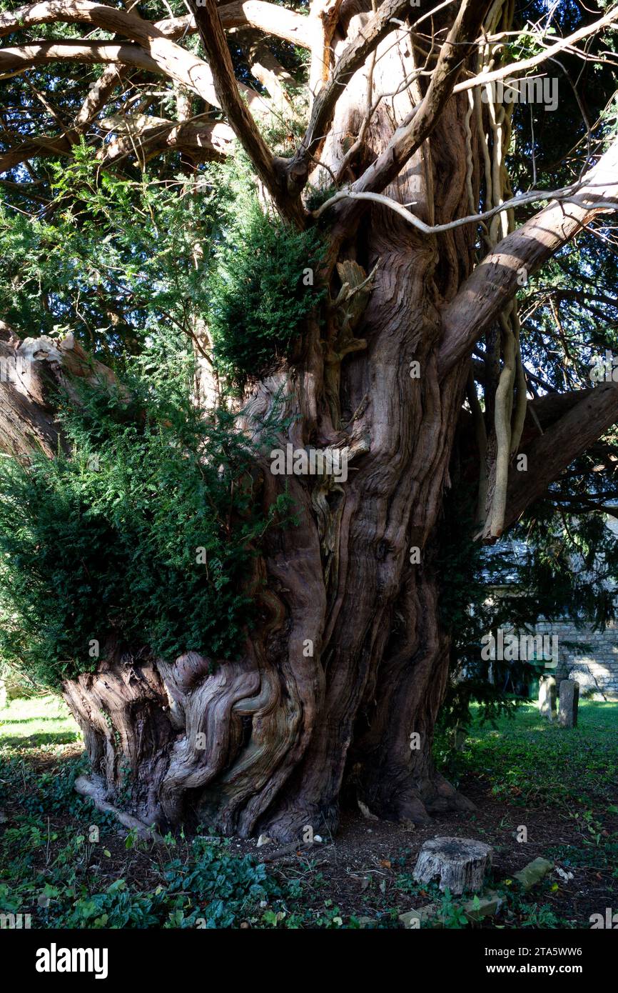 Yew Trees In English Churchyards at Francisco Donnelly blog