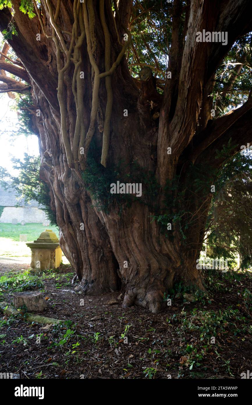 Ancient yew tree hi-res stock photography and images - Alamy
