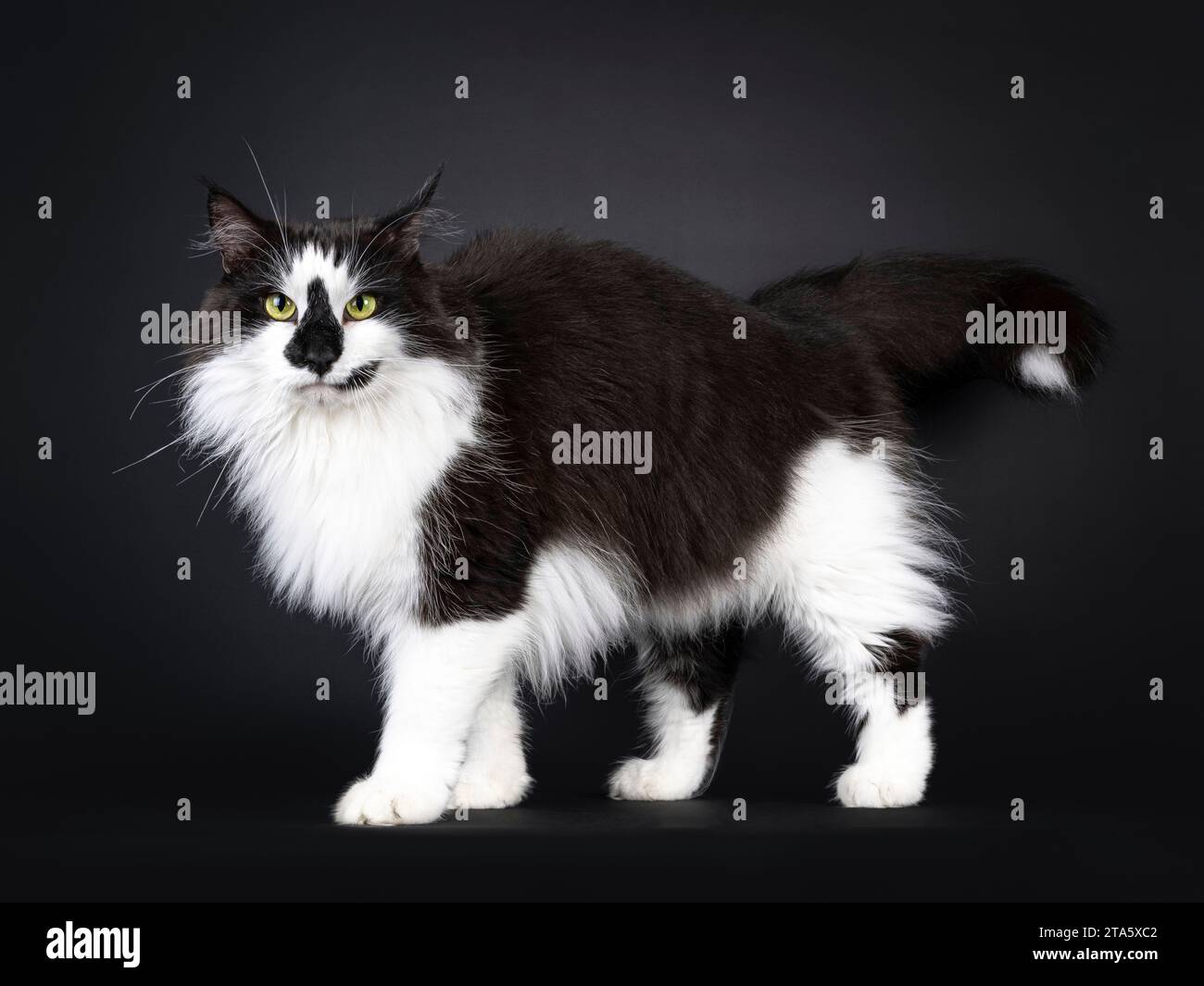Majestic black and white Norwegian Forestcat with funny smirk face ...
