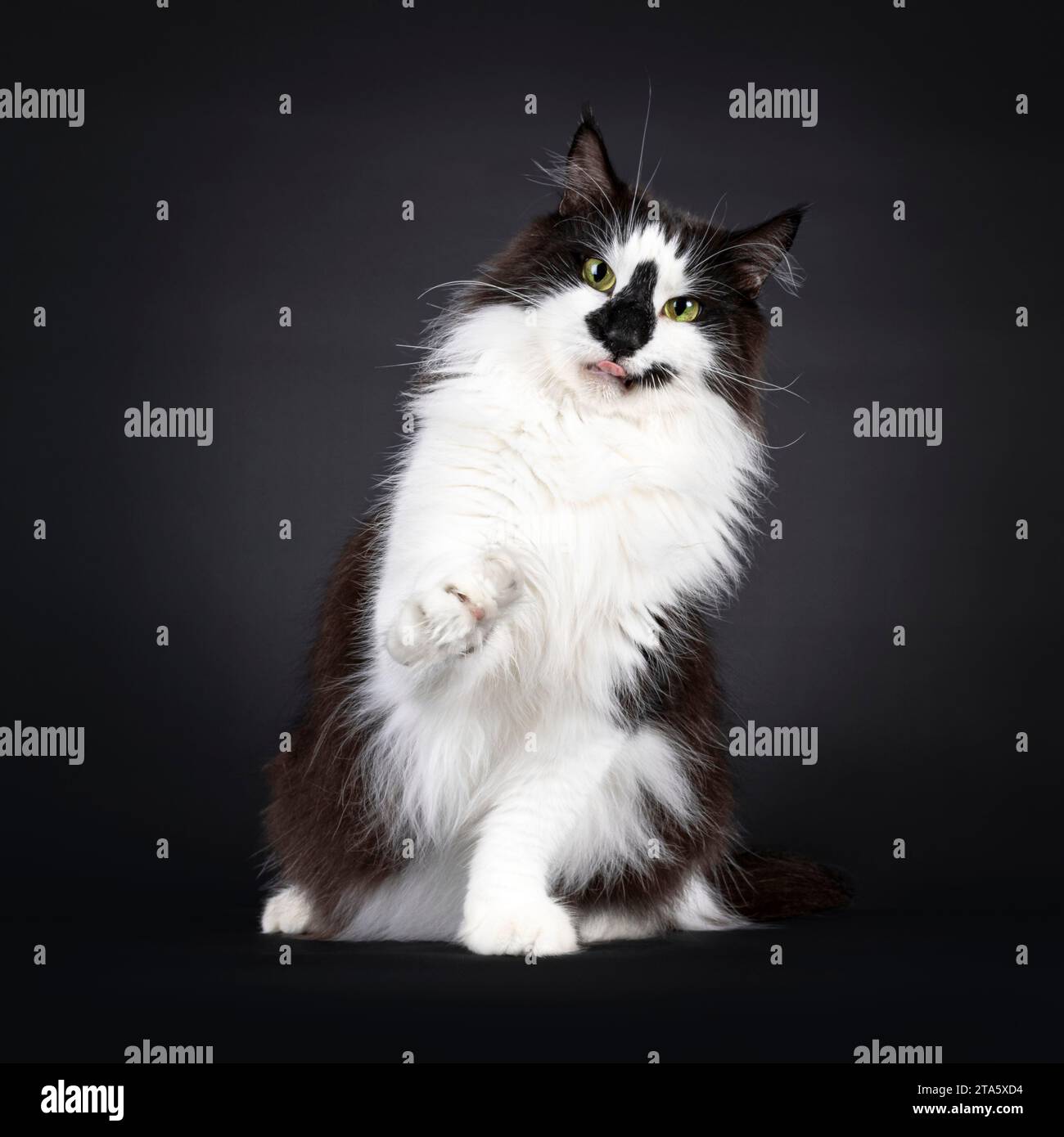 Majestic black and white Norwegian Forestcat with funny smirk face ...