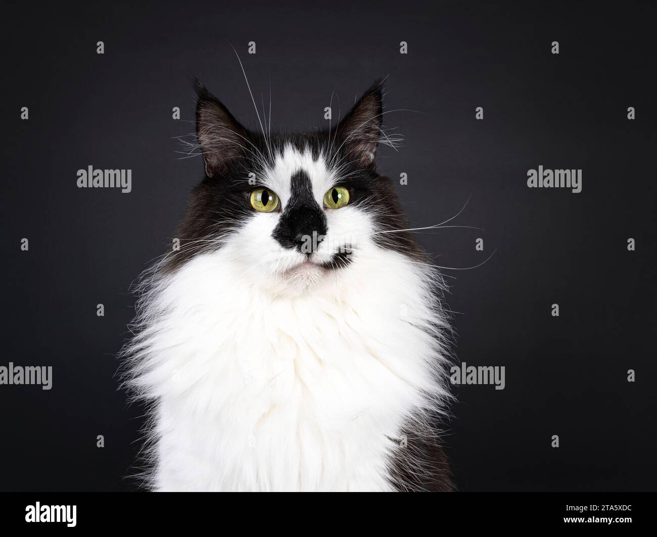 Head shot of majestic black and white Norwegian Forestcat with funny ...