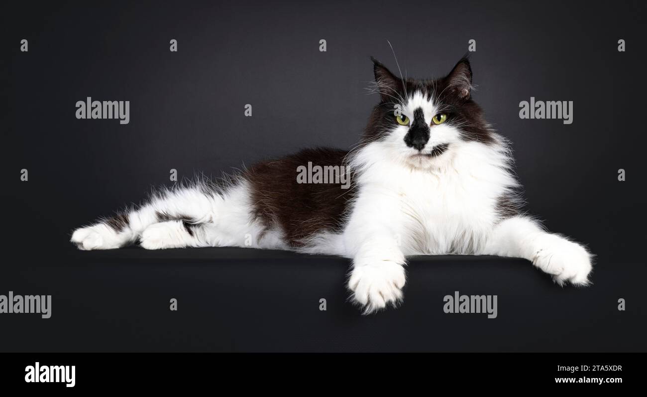 Cat smirk face hi-res stock photography and images - Alamy