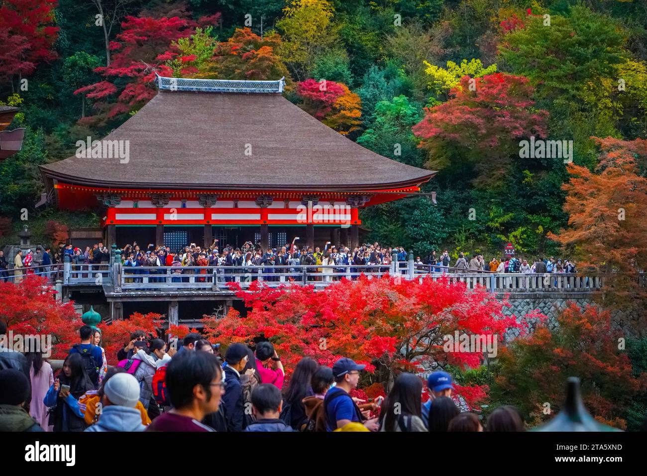 Kyoto, Japan. 24th Nov, 2023. Crowds of people seen taking photos of ...