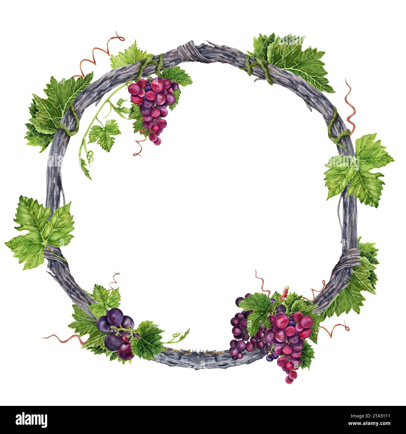 Wreath with green grape leaves and tendrils on grape vine branch. Watercolor illustration ...