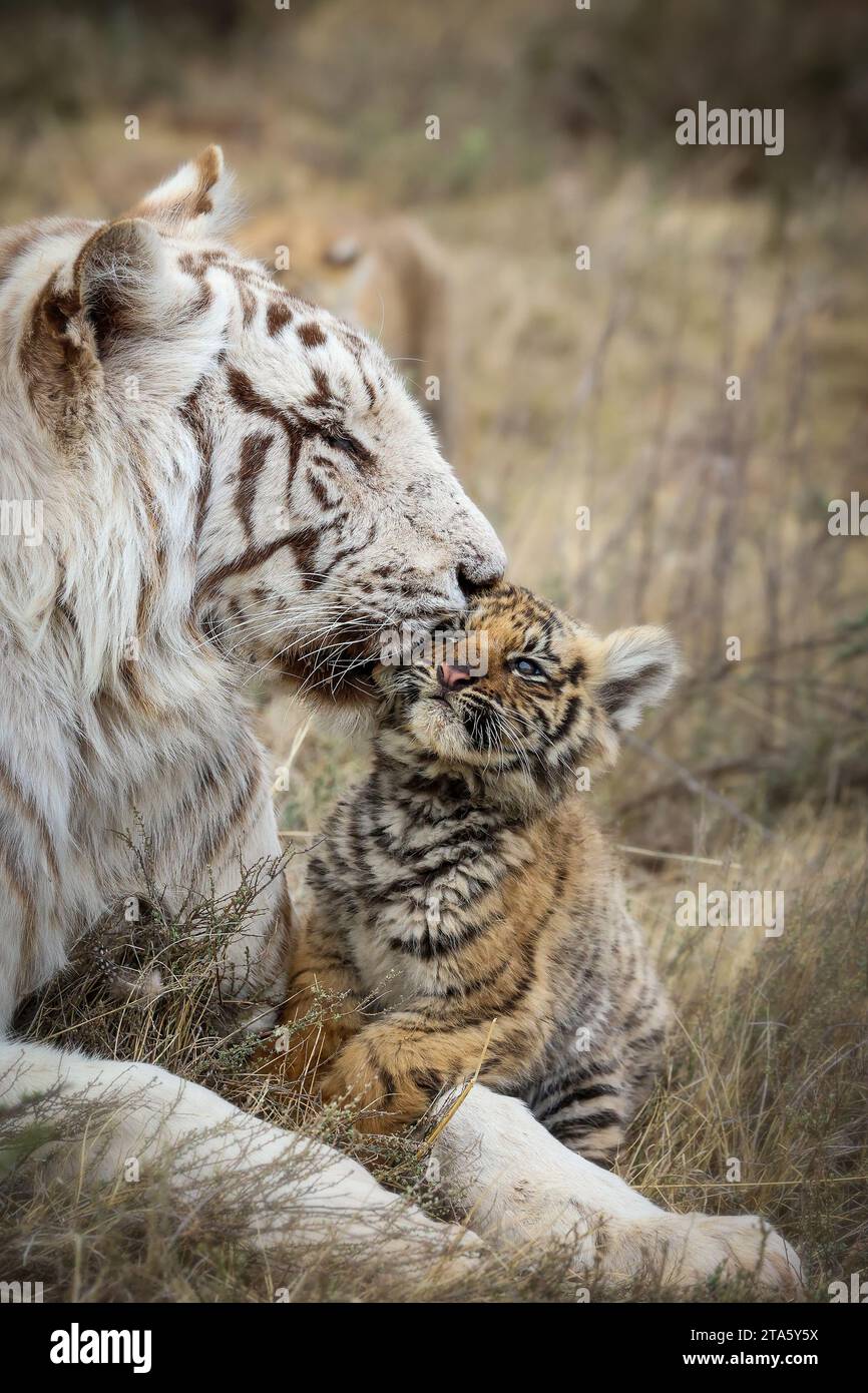 Fascinating tiger hi-res stock photography and images - Alamy