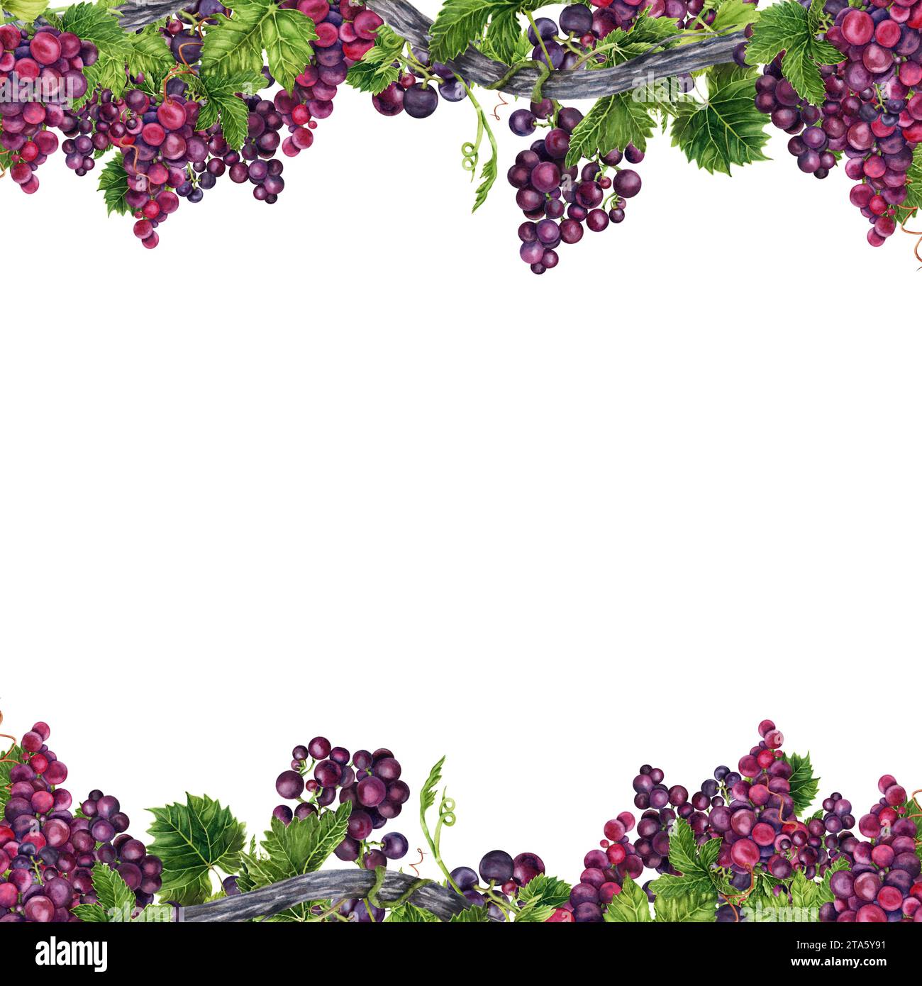 Vine And Branches Illustration