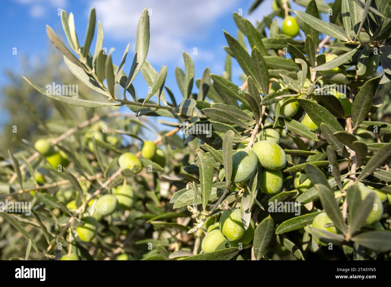 Green, fresh olive tree Stock Photo - Alamy