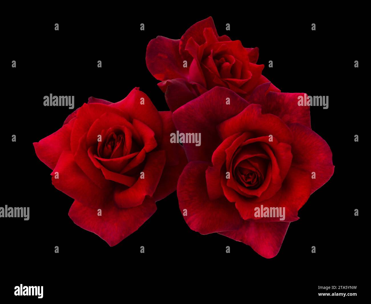 Three bright red roses on black background. Detail for creating a ...