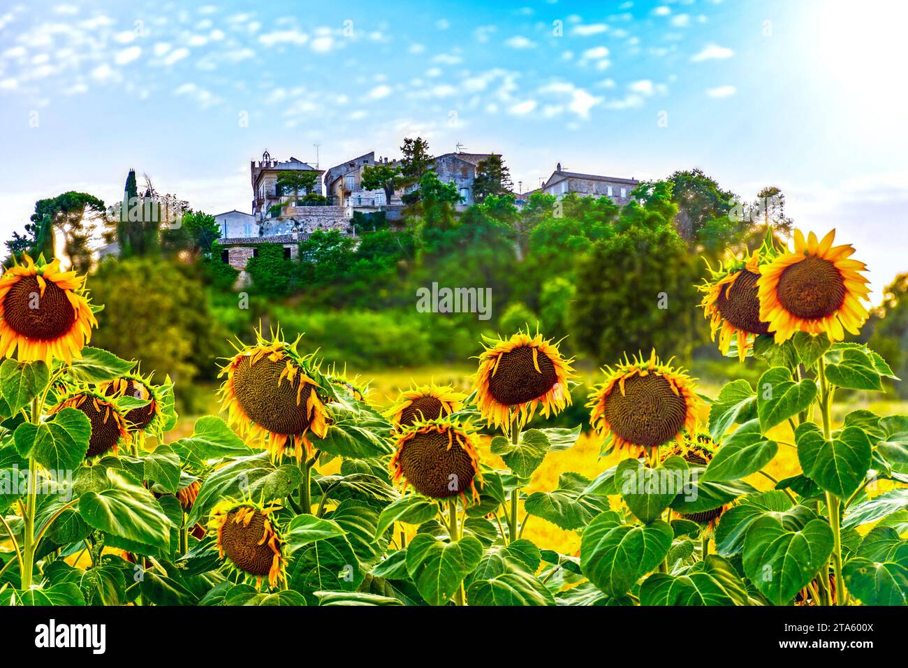 Rural landscape in Italy, in summer, sunflower and old village on the ...