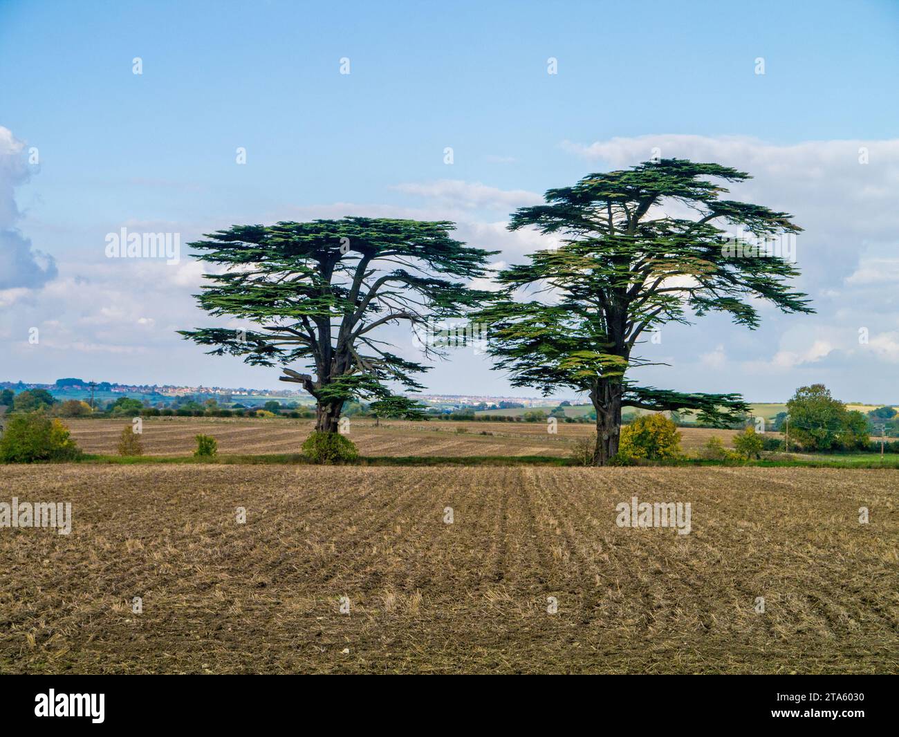 Cedar trees of lebanon hi-res stock photography and images - Alamy