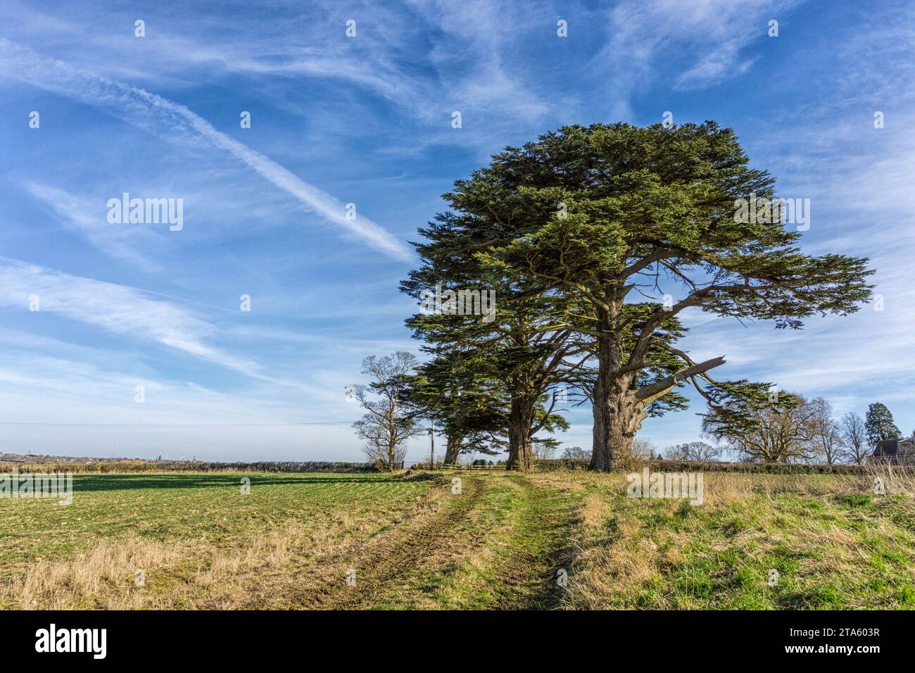 Northamptonshire countryside wit Cedar of Lebanon trees, outside the ...