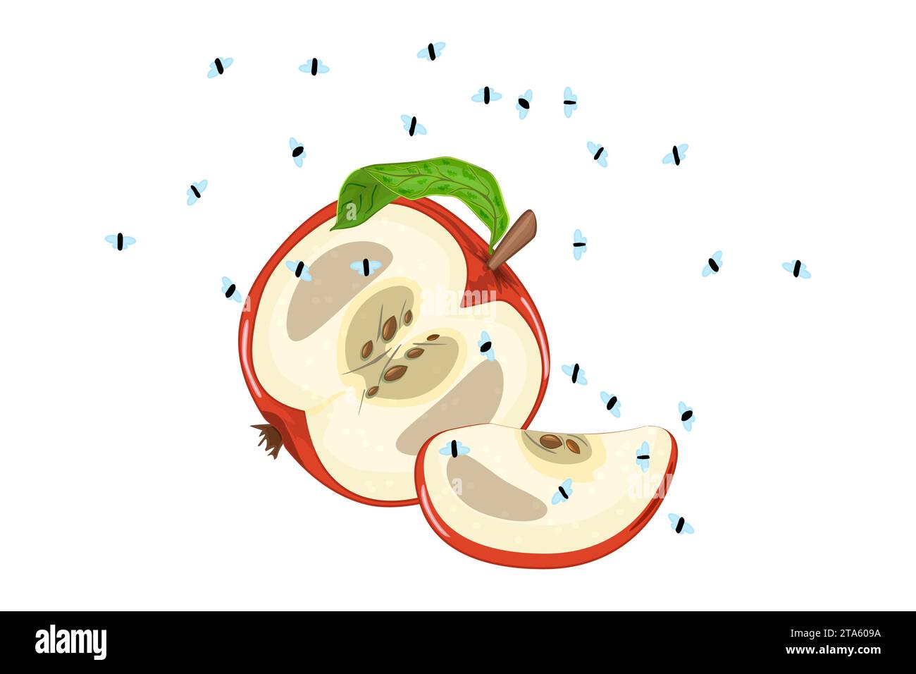 Fruit fly drosophila melanogaster feeding Stock Vector Images - Alamy