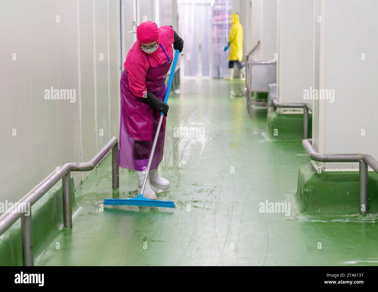 Floor care and cleaning services with washing mop in poultry factory ...