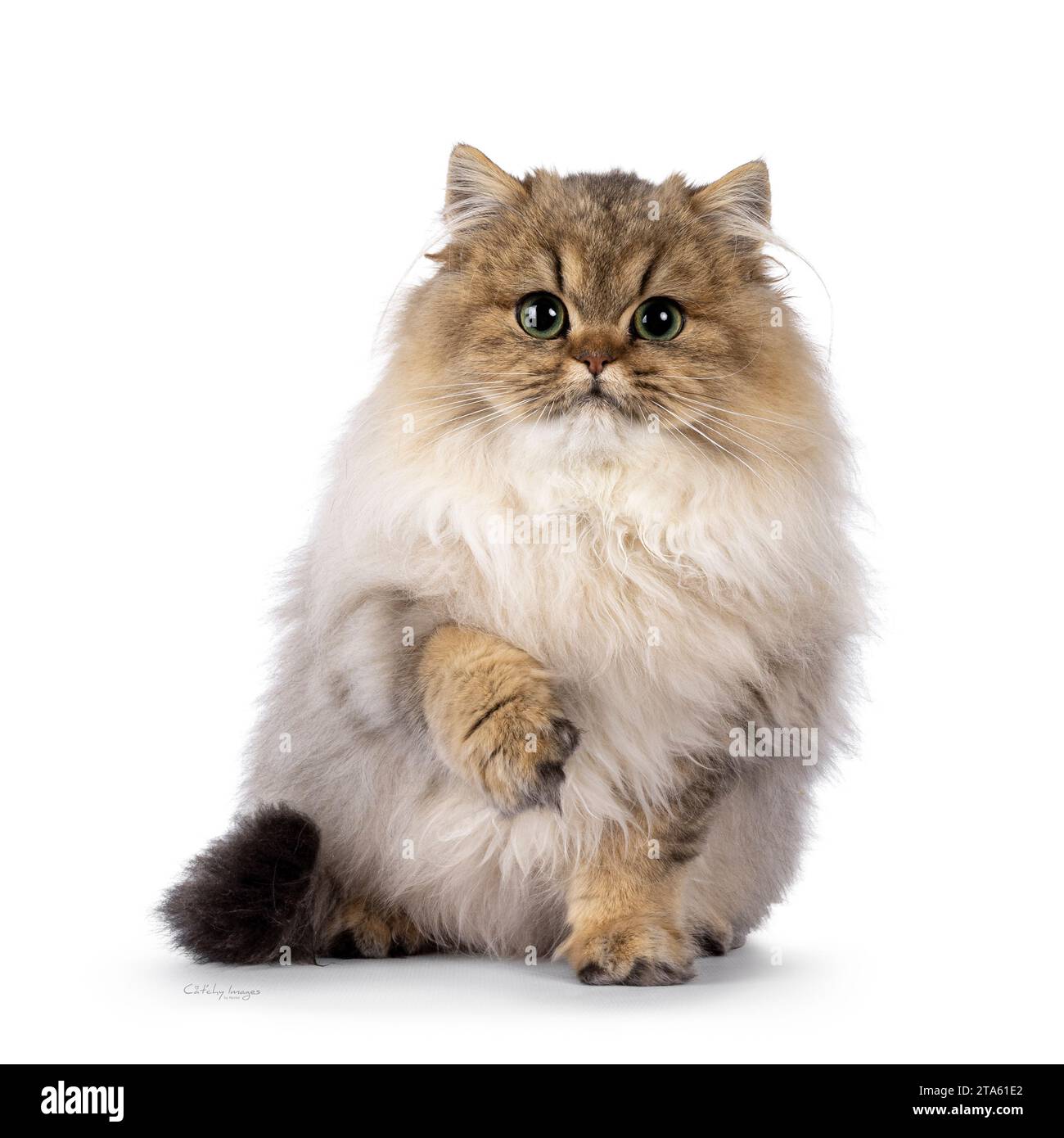Adorable golden shaded British Longhair cat kitten, sitting up facing ...