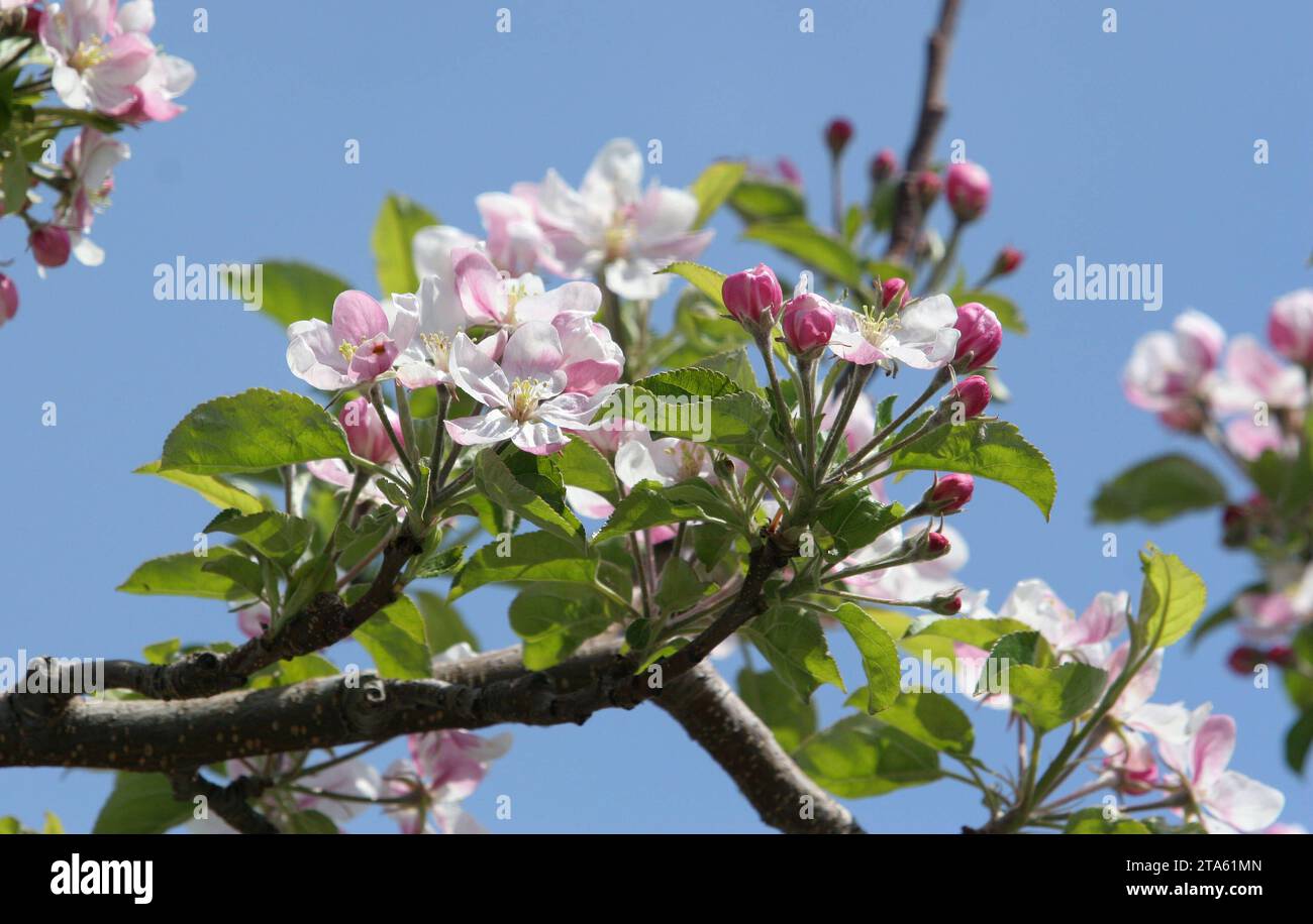 Apfelblüte italien hi-res stock photography and images - Alamy