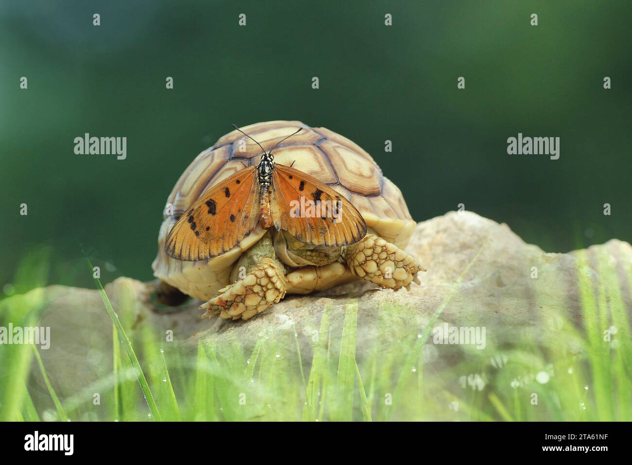 Butterfly lands on the tortoise's face INDONESIA TRUE FRIENDSHIP ...