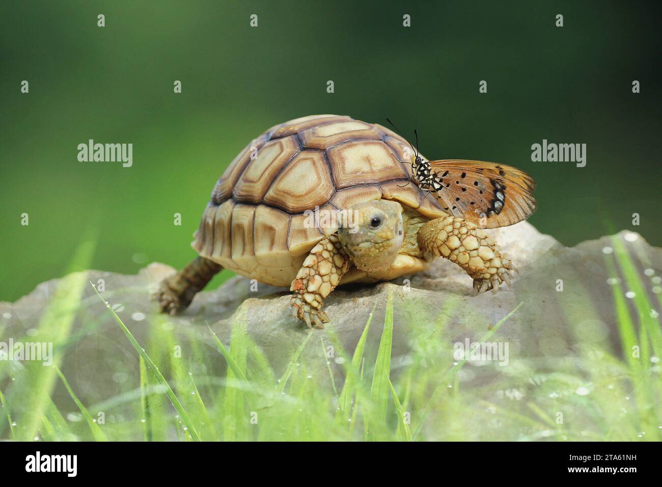 Tortoise shell butterfly hi-res stock photography and images - Alamy