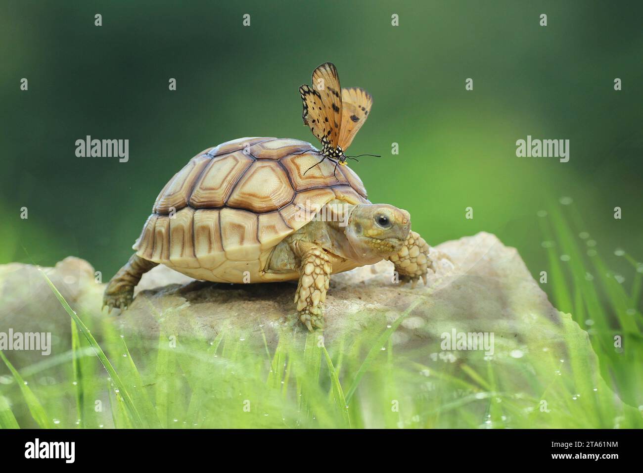 Butterfly rides the tortoise INDONESIA TRUE FRIENDSHIP between an ...