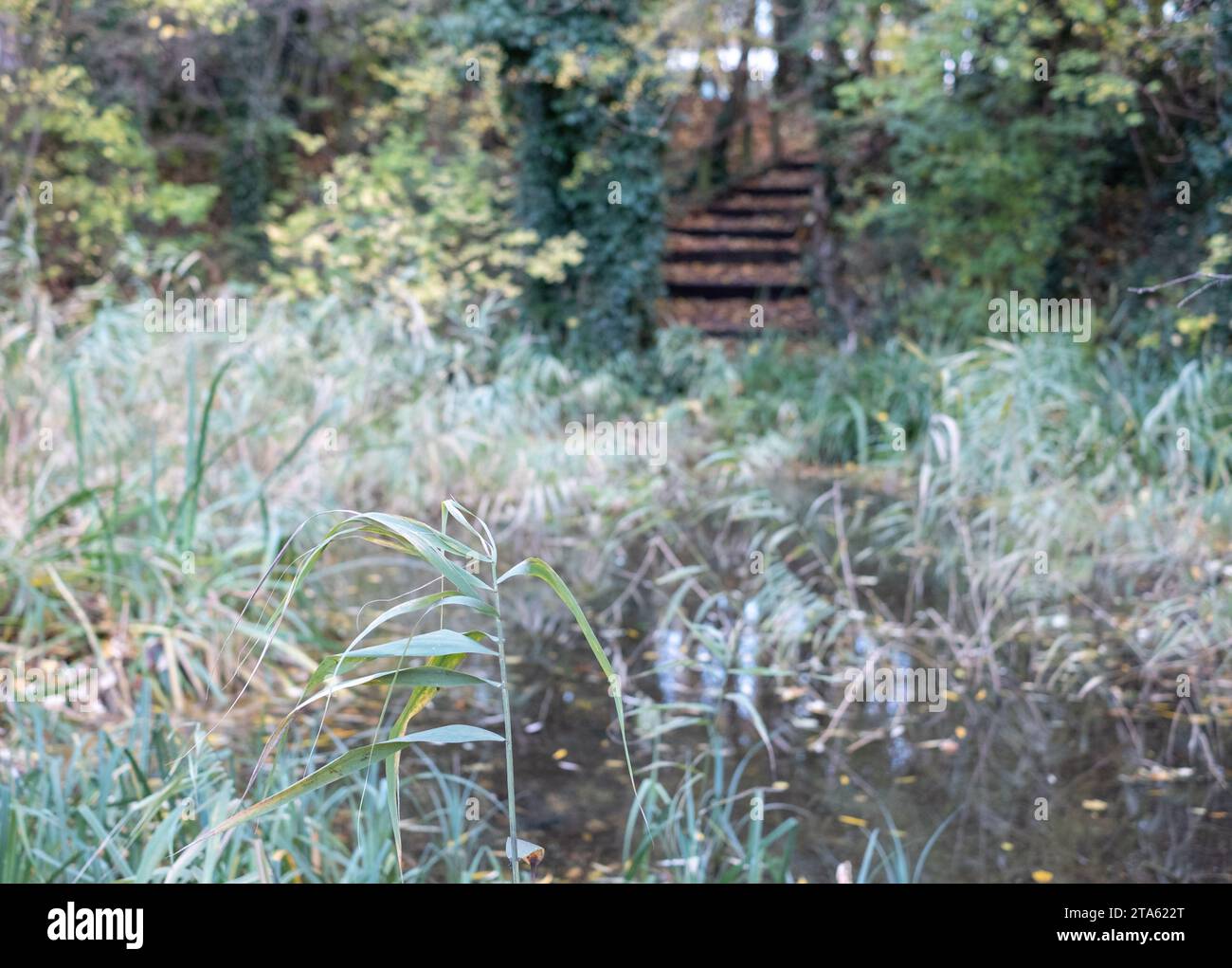 Camley Street Natural Park, Kings Cross, St Pancras, London UK. Urban ...