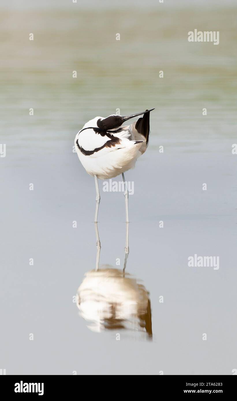 Pied Avocet, Recurvirostra avosetta, during spring in the Wagejot on ...