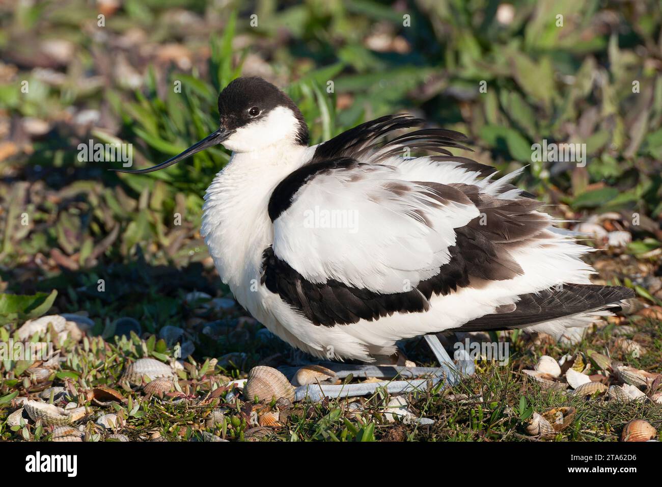 Pied Avocet, Recurvirostra avosetta, during spring in the Wagejot on ...