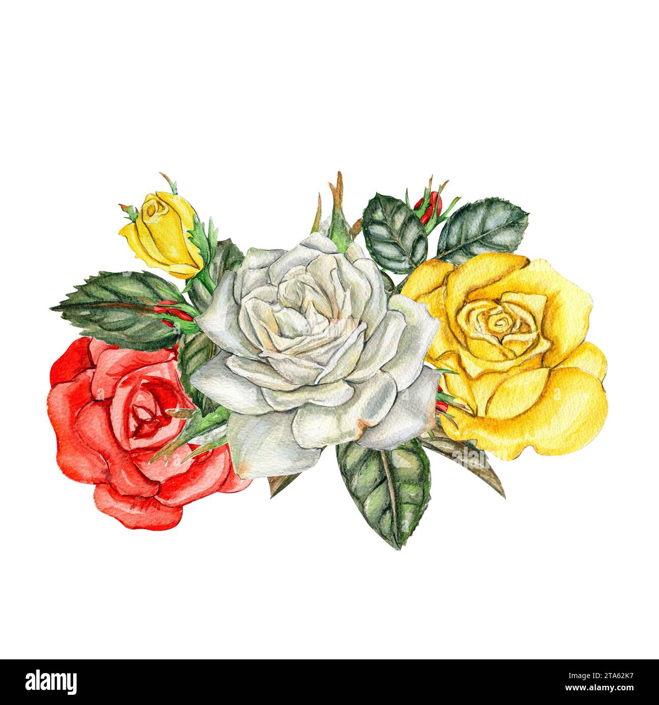 Watercolor roses flowers composition. Hand drawn illustration of a ...