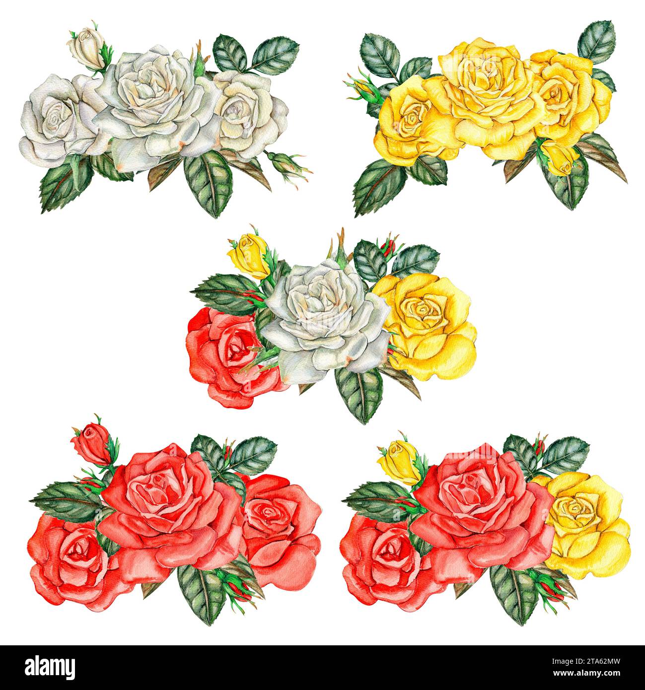 Watercolor roses flowers composition. Hand drawn illustration of a ...
