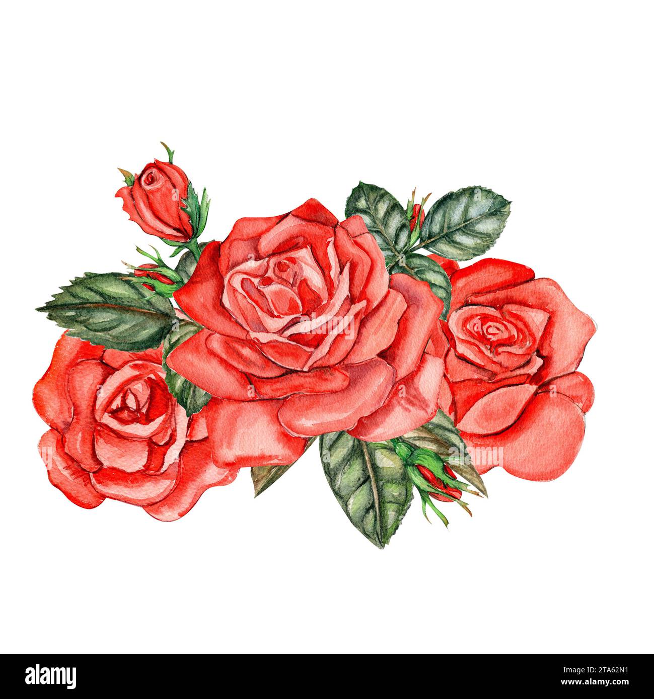 Watercolor roses flowers composition. Hand drawn illustration of a ...