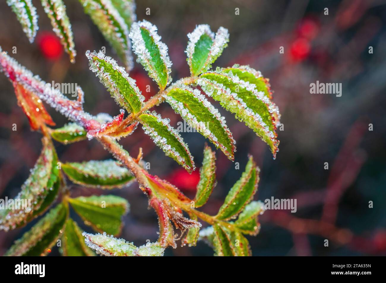 A rose hip branch with green leaves covered with frost branches along ...