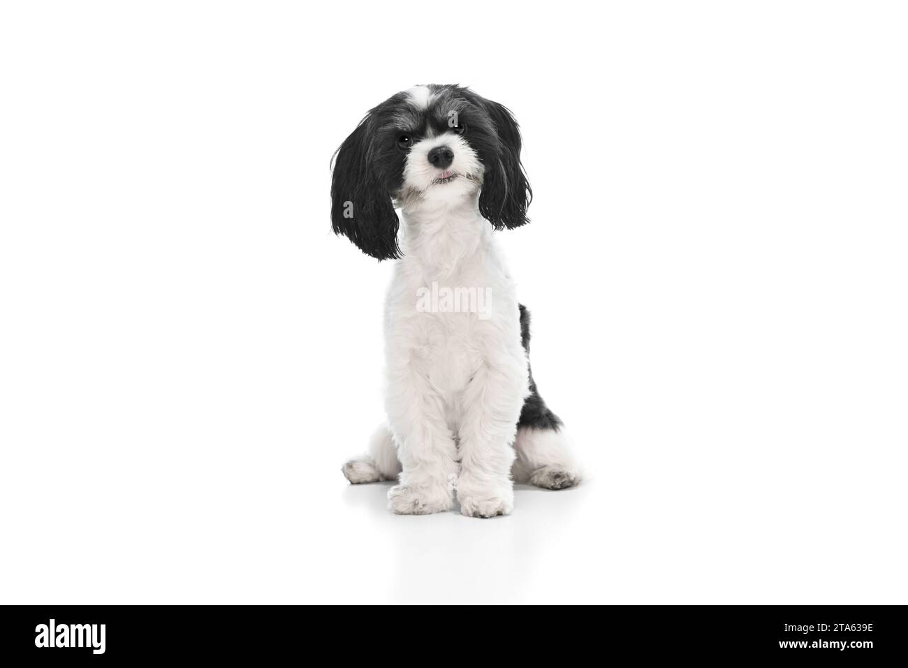 Portrait of pretty little cute dog, purebred Shi-tzu puppy with kind ...
