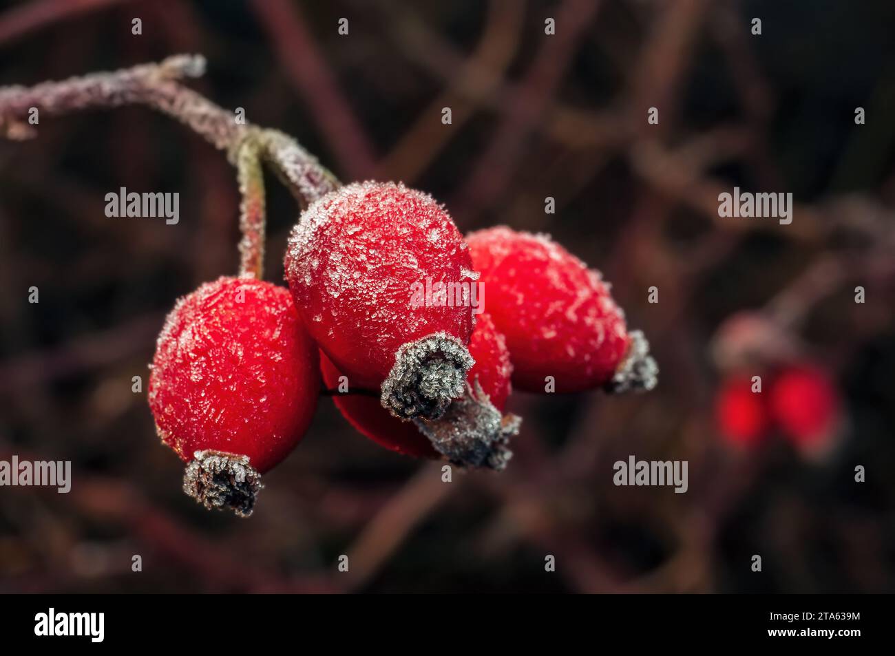 Ripe red hips dog hi-res stock photography and images - Alamy