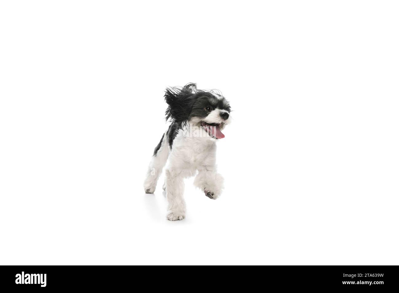 Playful, cute little purebred puppy, purebred Shi-tzu, young dog ...