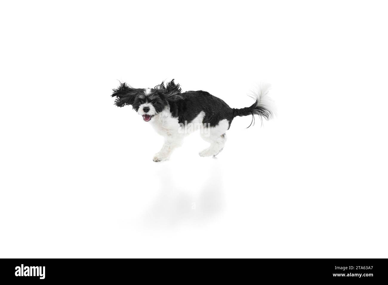 Funny little purebred Cavapoo puppy, young dog jumping and running of ...