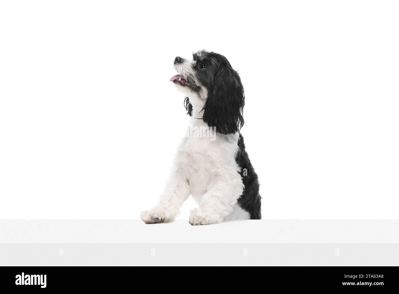 Studio shot of adorable purebred Cavapoo dog isolated over white studio ...