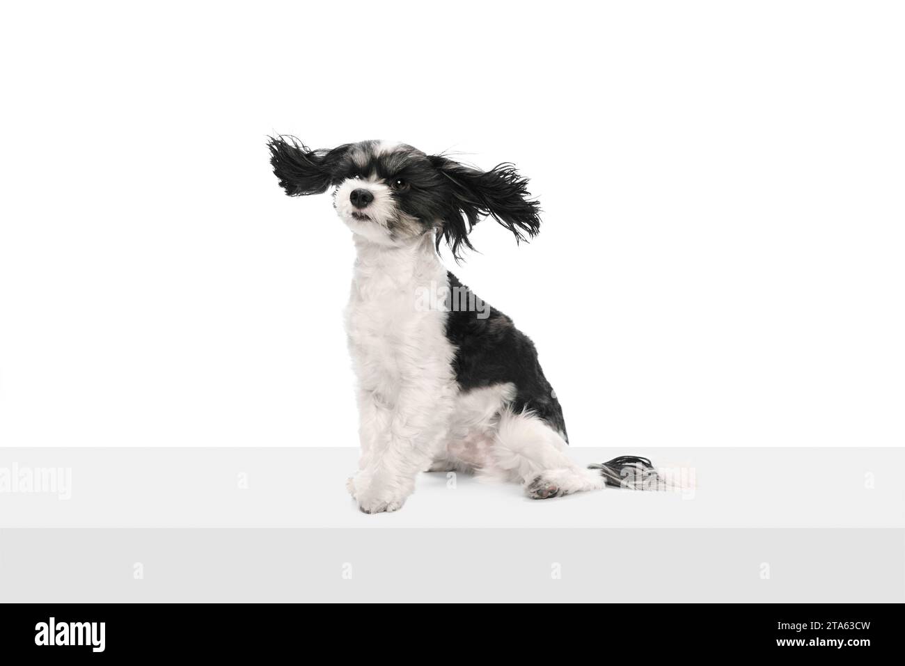 Portrait of funny cute puppy, purebred young Shi-tzu with flying ears ...