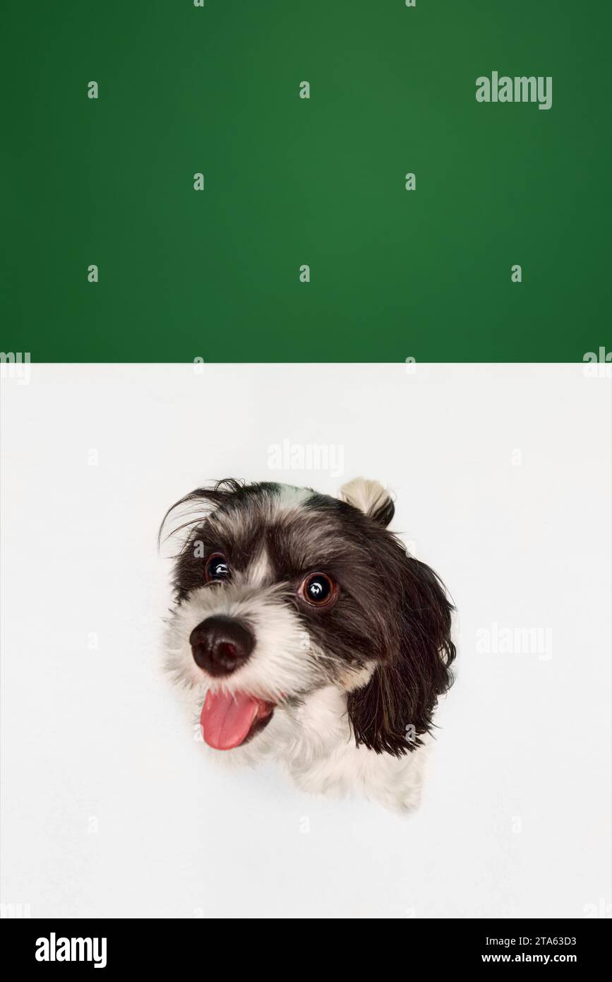 Top view. Funny face of adorable dog, purebred Shi-Tzu pet looking at ...