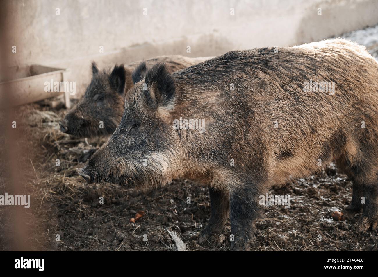 family of domestic boars on a farm Stock Photo - Alamy